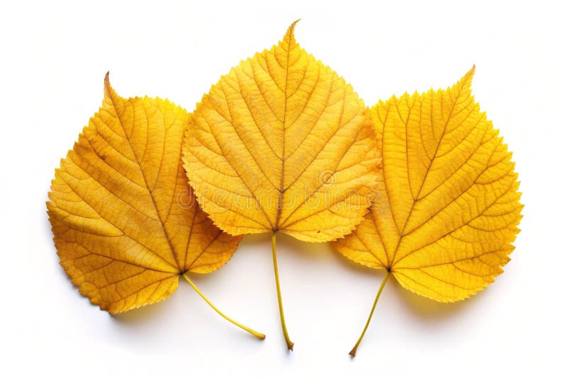 Autumn Yellow Linden Leaves â€ Isolated on White Background Stock ...