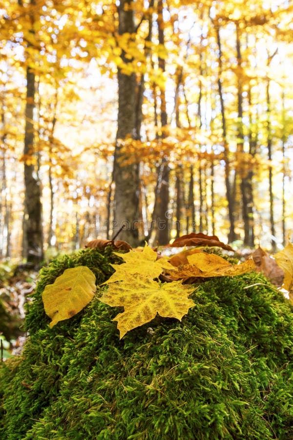 Autumn Yellow Maple Leaves in the Fall Forest Stock Photo - Image of ...