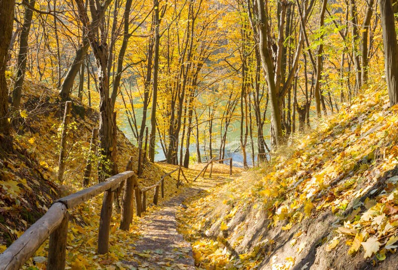 Autumn yellow park stock image. Image of flora, outside - 102615479