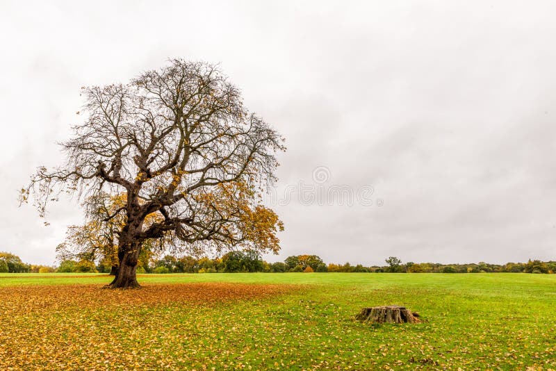 Autumn Yellow and Red Leaf Trees in a Park in England Stock Image ...