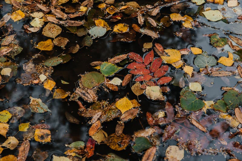 Autumn Yellow and Red Leaves Lie in a Puddle Stock Image - Image of ...