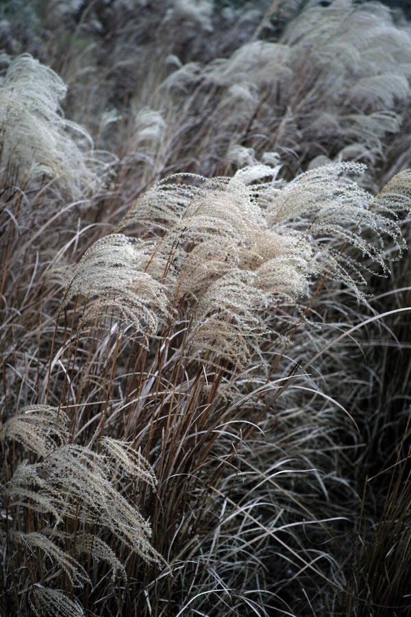 Autumn Yellow Reed stock photo. Image of grass, bulrush - 103930026