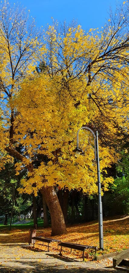 Autumn Yellow Tree in the Park Stock Image - Image of yellow, tree ...