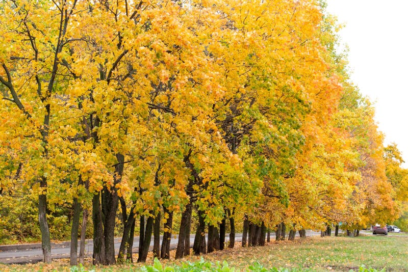 Yellow autumn trees - balimyte