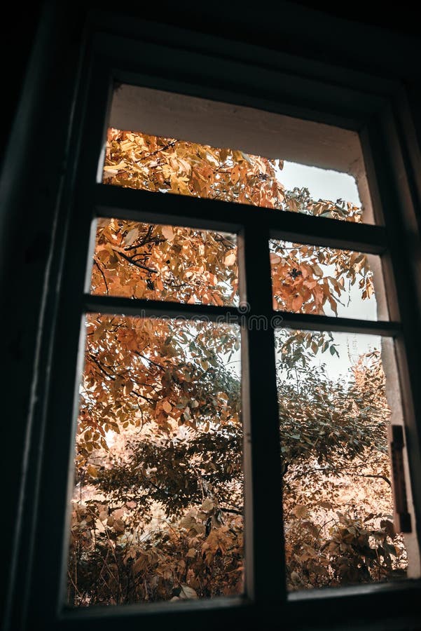 Autumn Yellow Trees, Leaves Outside the Window Stock Photo - Image of ...