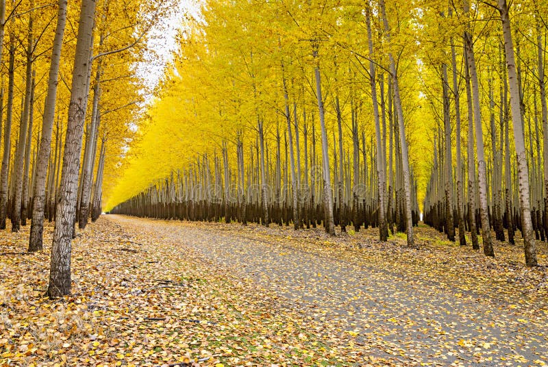 Autumn Yellow Trees in an Oregon Tree Farm Stock Photo - Image of ...
