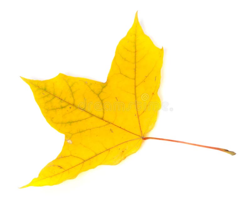 Yellowed leaf stock photo. Image of vegetation, wild - 74771794
