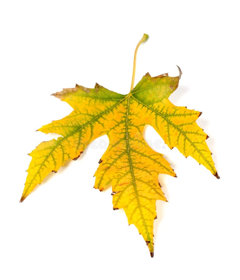 Yellowed leaf stock photo. Image of vegetation, wild - 74771794