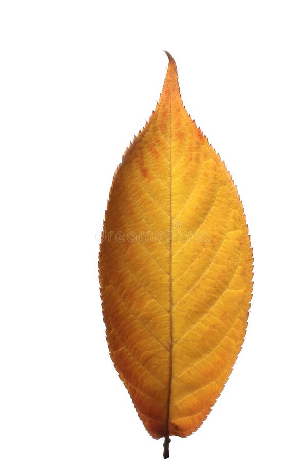 Autumn Leaf on White Background Stock Image - Image of leaf, shape ...