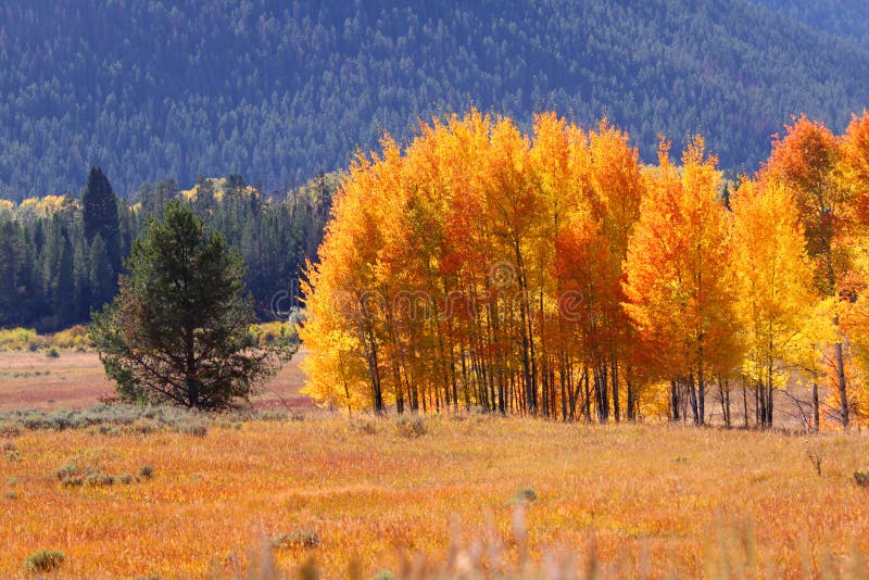 Autumn in Yellowstone stock photo. Image of panorama - 42373650
