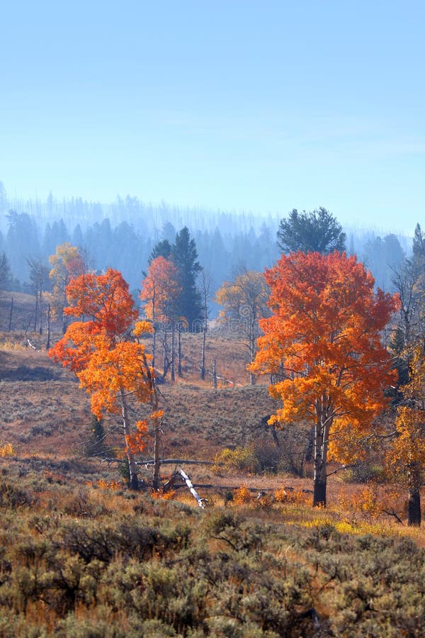 Autumn in Yellowstone stock image. Image of aspen, mountain - 84431231