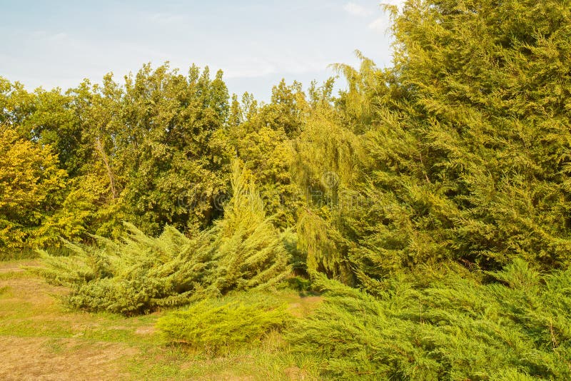 Autumn Yew Trees Landscape with Yellow Leaves Stock Photo - Image of ...
