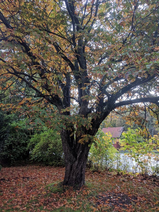 Autumn stock image. Image of grow, autumn, fall - 101297519