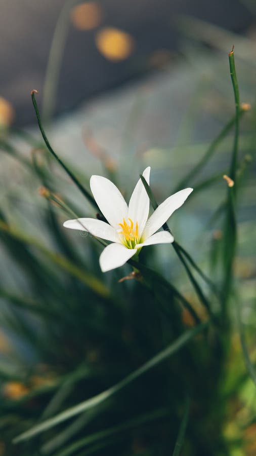 A Single Flower, Captured in a Field of Grass. Stock Image - Image of ...