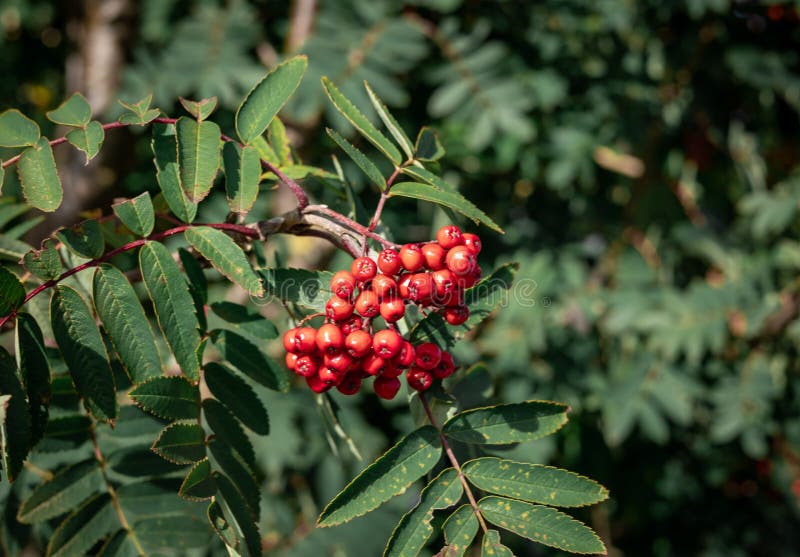 Autumnal Background with Red Fruits of Rowan Tree. Stock Photo - Image ...