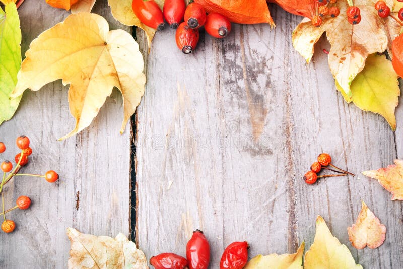 Autumnal border. stock photo. Image of banner, orange - 60814636