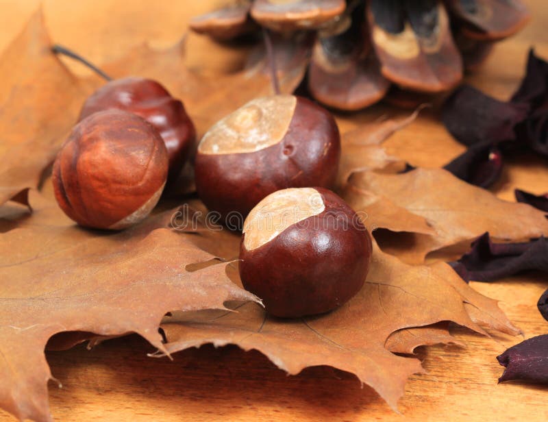 Autumnal chestnut stock photo. Image of brown, table - 21519384
