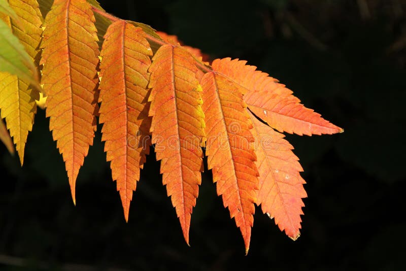 Autumnal Colored Branch of Sumac Tree Stock Image - Image of color ...