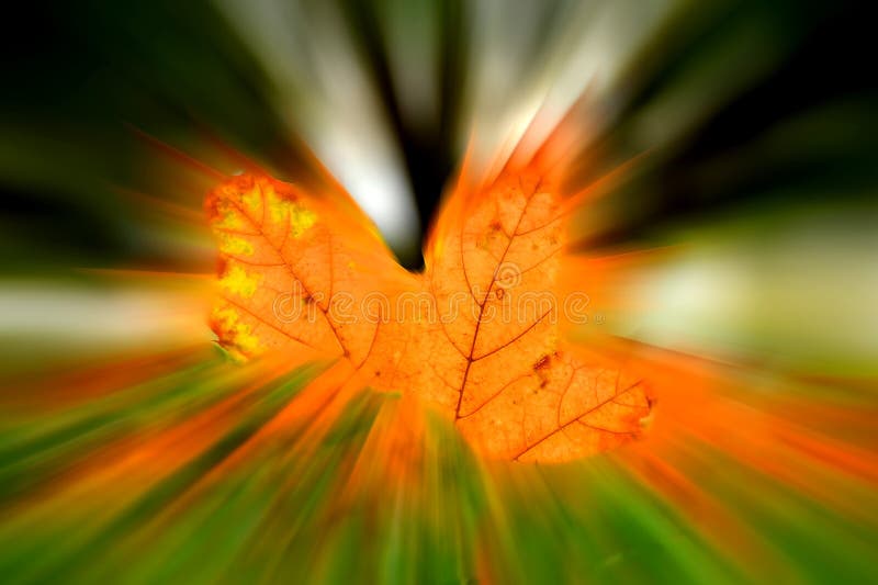 Colored Maple Leaves in Autumn Stock Image - Image of beautiful ...