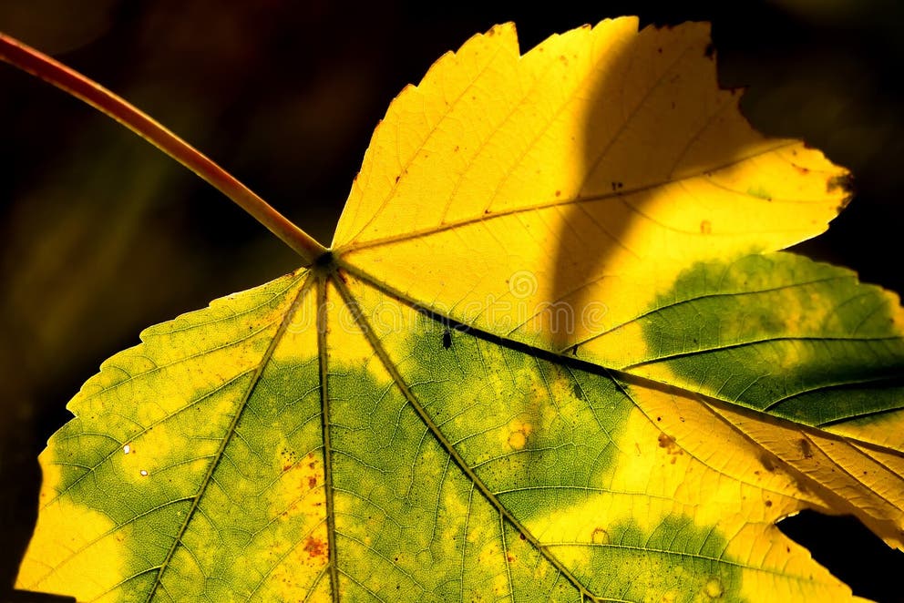 Autumnal Colored Maple Leaf in Backlit on a Tree Stock Image - Image of ...
