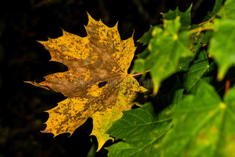 Autumnal Colored Maple Leaf in a Closeup Stock Photo - Image of natural ...