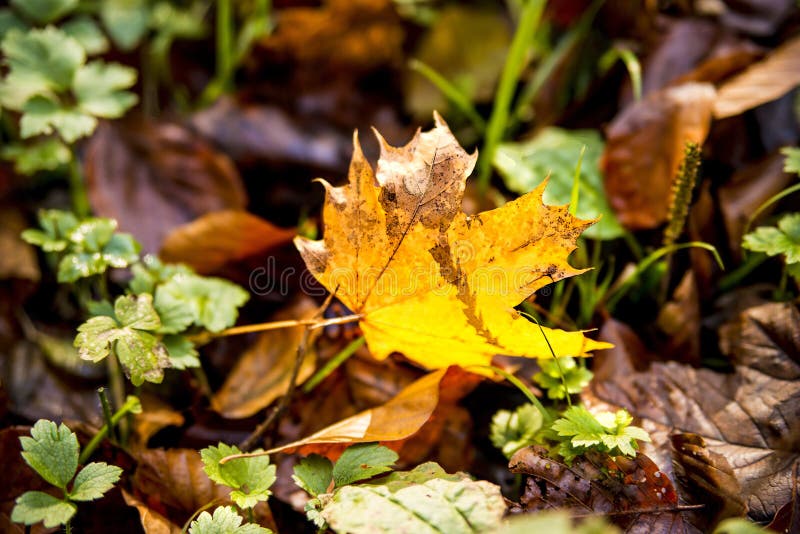 Autumnal Colored Maple Leaf Stock Photo - Image of natural, shiny ...