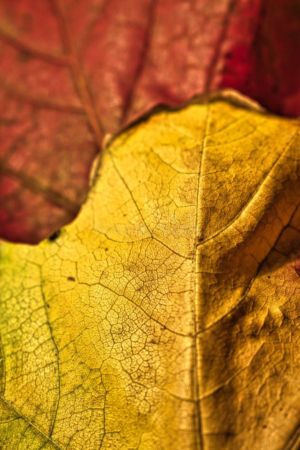 Autumnal Colored Yellow Leaf Textures Stock Image - Image of branch ...