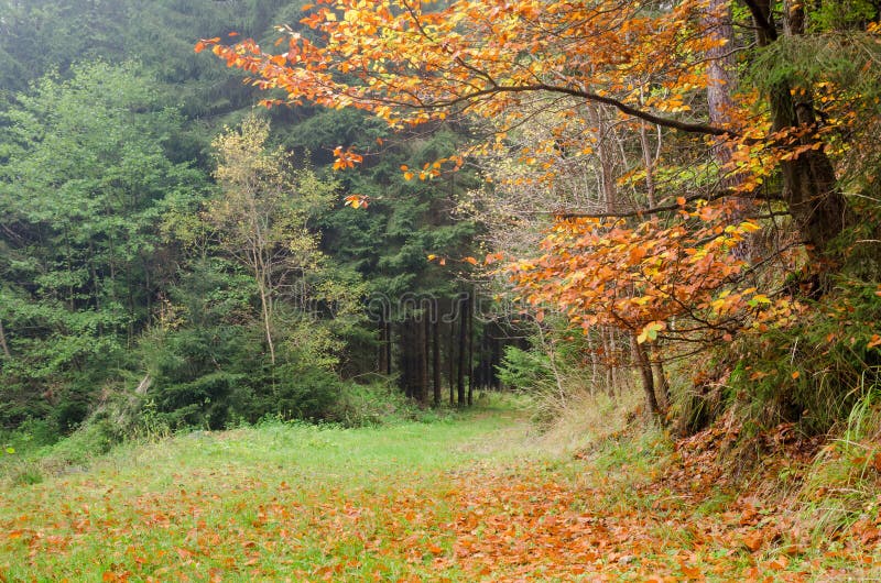 Autumnal Colorful Forest Landscape Stock Photo - Image of foliage ...