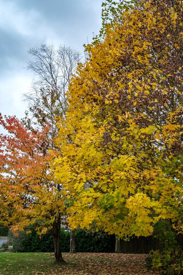 Autumnal Colours of a Maple Tree in East Grinstead Stock Photo - Image ...