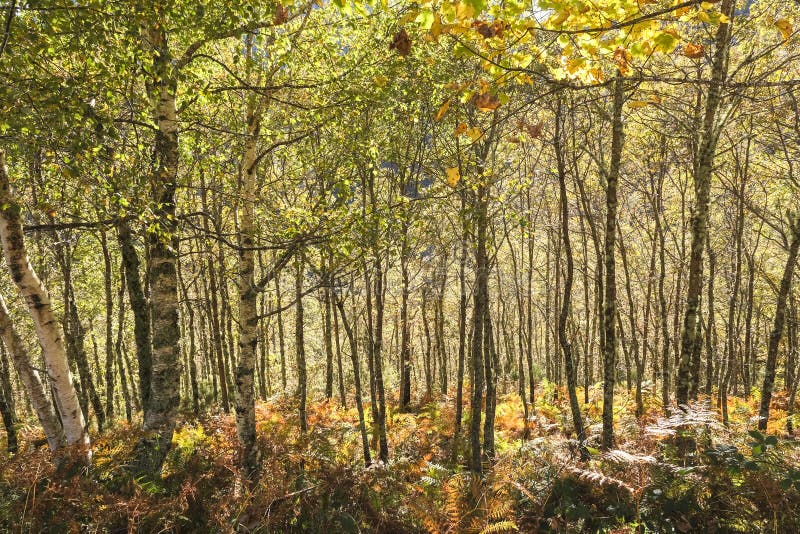 Autumnal Colours in the Forest Stock Image - Image of galician, autumn ...