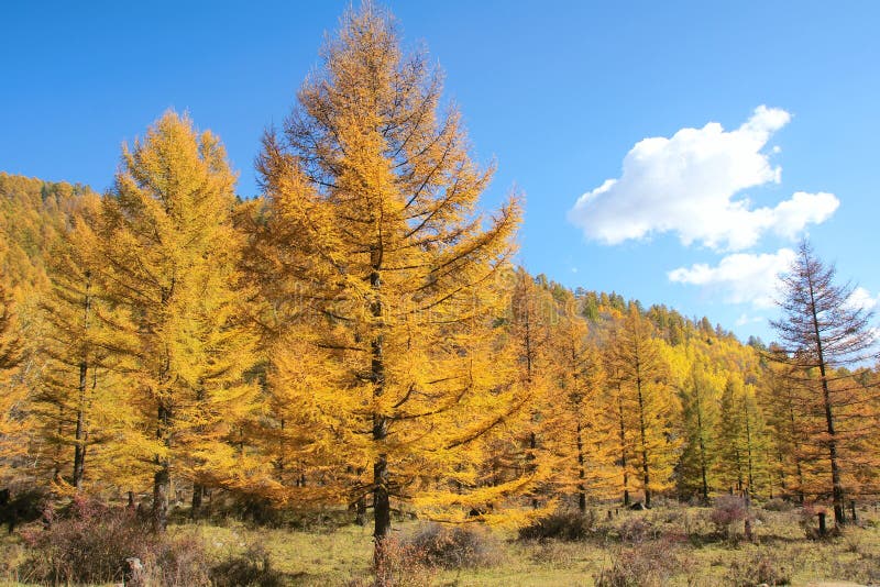 Autumnal Dahurian Larch Stock Photography - Image: 27023812
