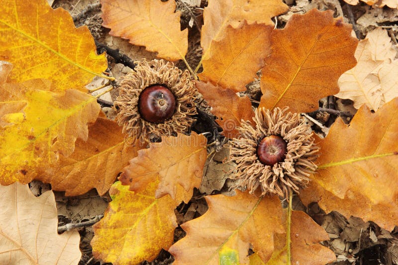 Autumnal Details - Fallen Oak Tree Branch with Acorns Stock Image ...