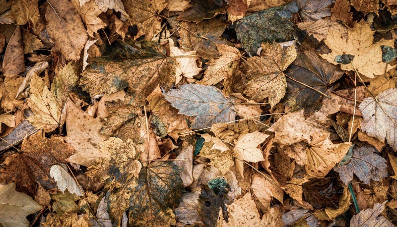 Autumnal Dry Leaves in Forest Stock Image - Image of outdoor ...