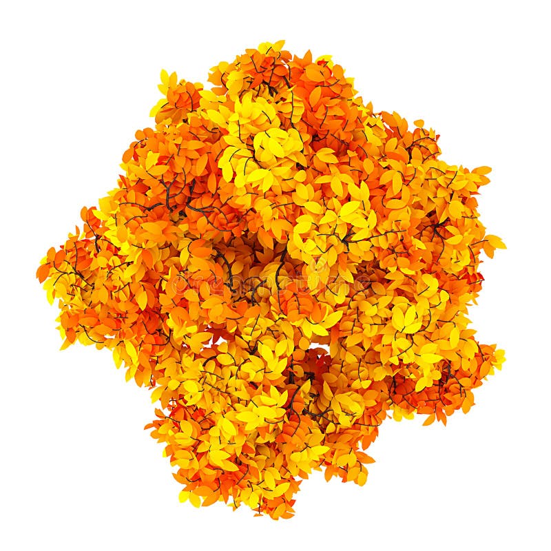Autumnal Element, Orange Isolated Tree on a White Background Top View ...