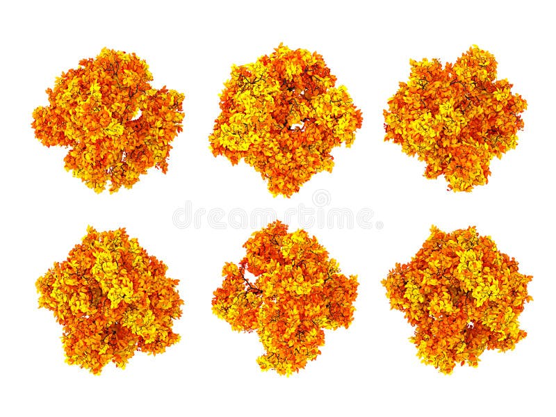 Autumnal Element, Orange Isolated Tree on a White Background Top View ...