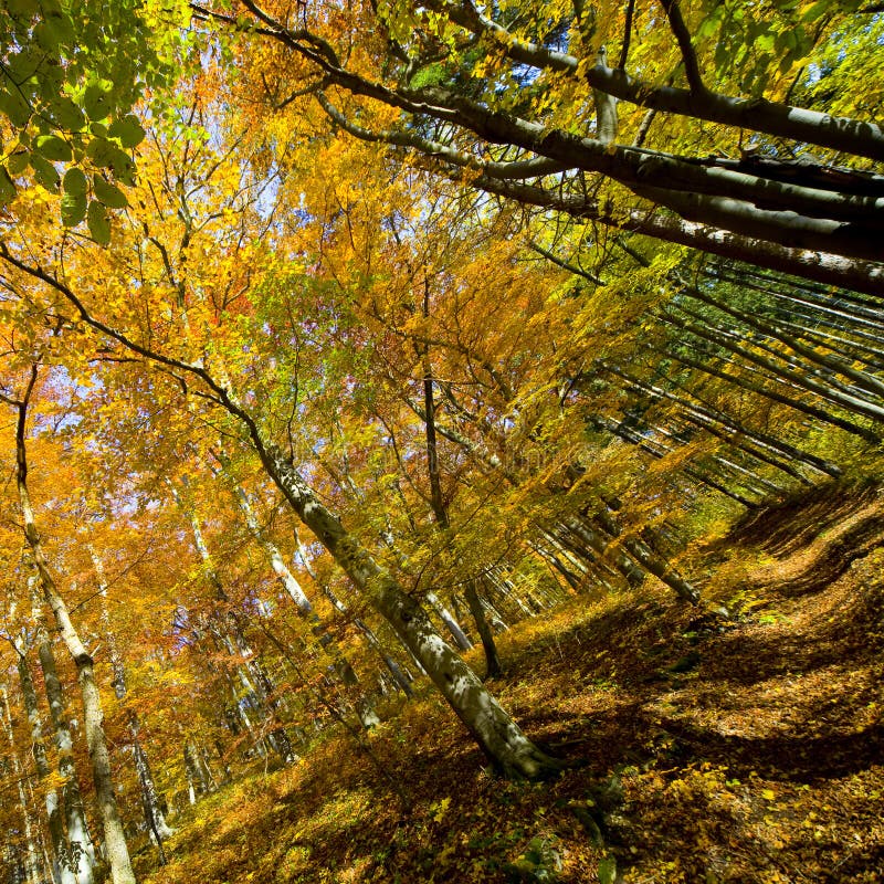 Autumnal forest stock image. Image of tall, scenic, leaves - 12049519