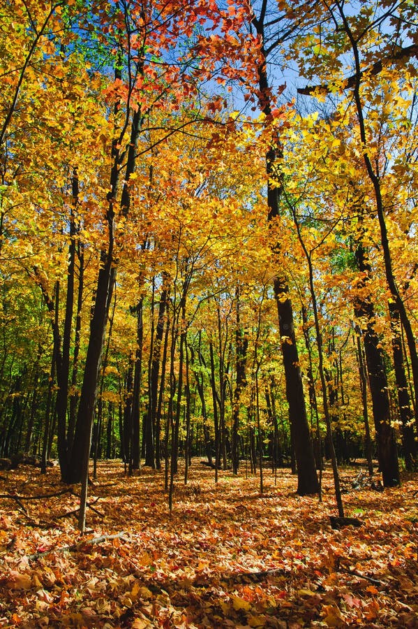 Autumnal forest stock photo. Image of colourful, leafy - 16569742