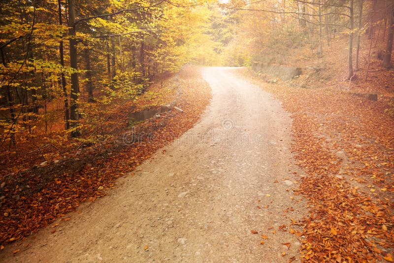 Autumnal Forest Environment Stock Photo - Image of bright, ground: 35204324
