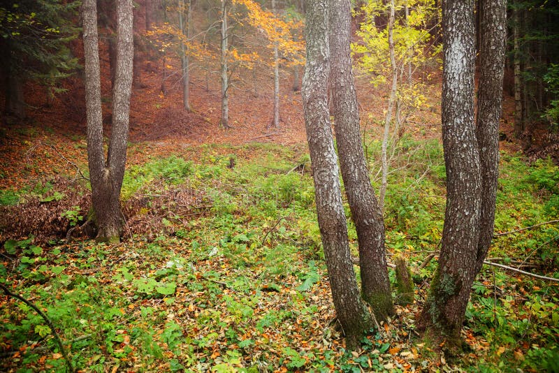 Autumnal Forest Environment Stock Photo - Image of leaves, panorama ...