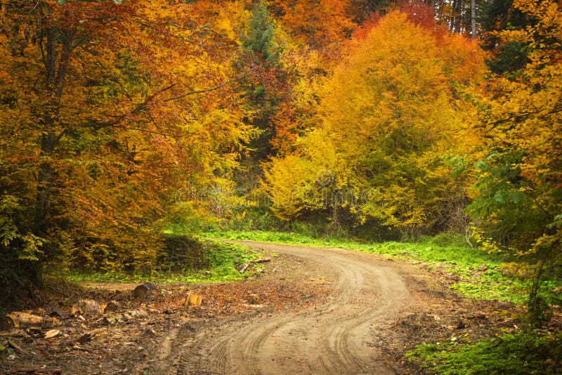 Autumnal Forest Environment Stock Photo - Image of ecology, colour ...