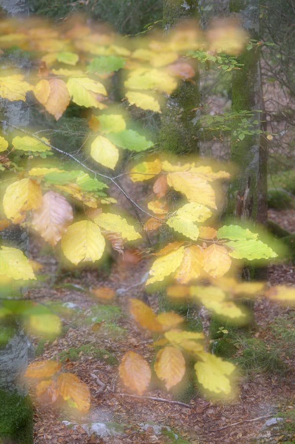 Autumnal forest stock image. Image of alps, autumnal - 41901019