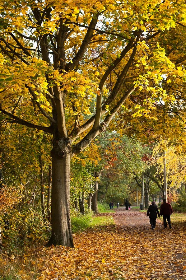Autumnal Forest in Maple Tree Way Stock Photo - Image of couple ...