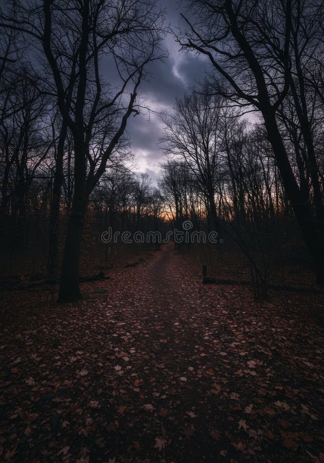 Autumnal Forest Path at Sunset Stock Image - Image of brown, serene ...