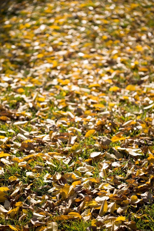 Autumnal ground stock photo. Image of ecology, environment - 10310276
