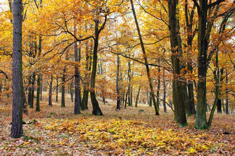 Autumnal Hardwood Forest - Oak Trees Stock Photo - Image of common ...