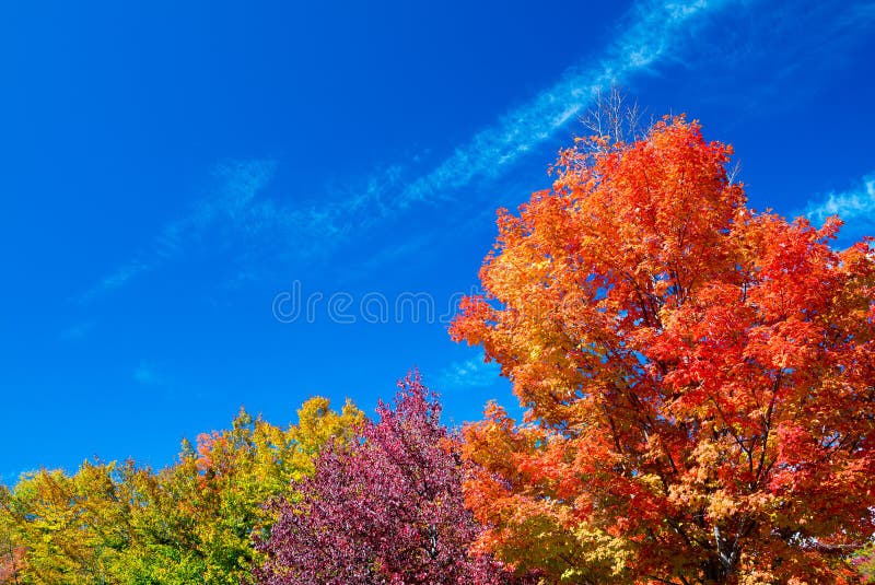 Autumnal Landscape. Leaves and Trees Background, Red Foliage Stock ...