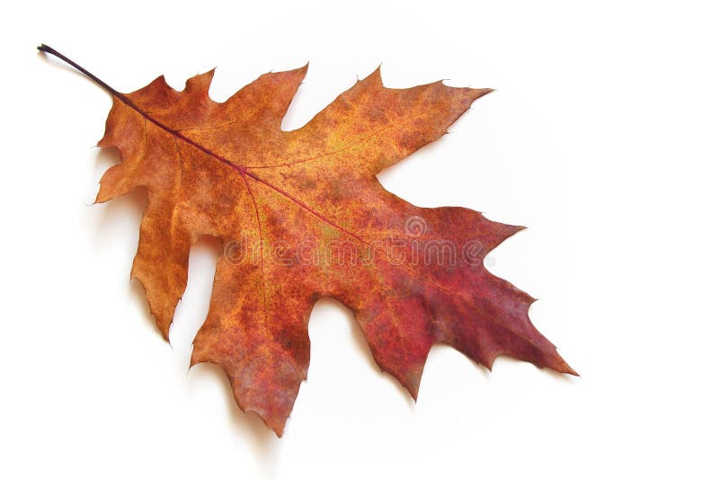 Autumnal Leaf stock image. Image of september, element - 6918567