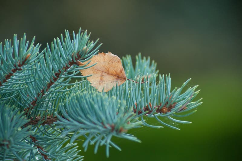 Autumnal Leaf of Birch Fallen in a Pine Branch Stock Image - Image of ...