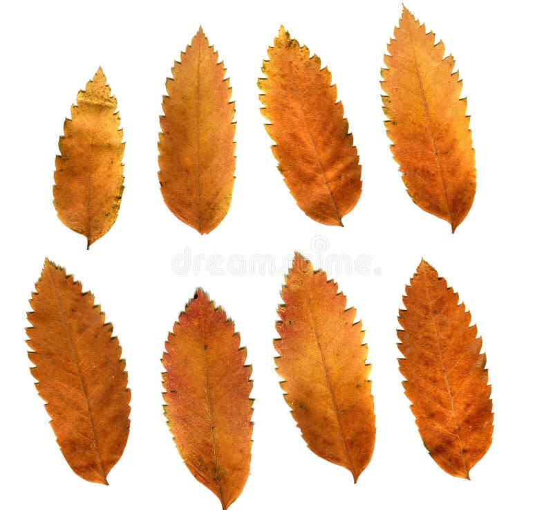 Autumnal Leafs Set stock image. Image of detail, isolated - 76572427