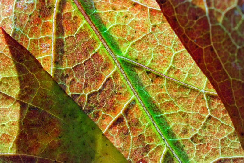 Autumnal leaves back side stock photo. Image of autumnal - 264242536